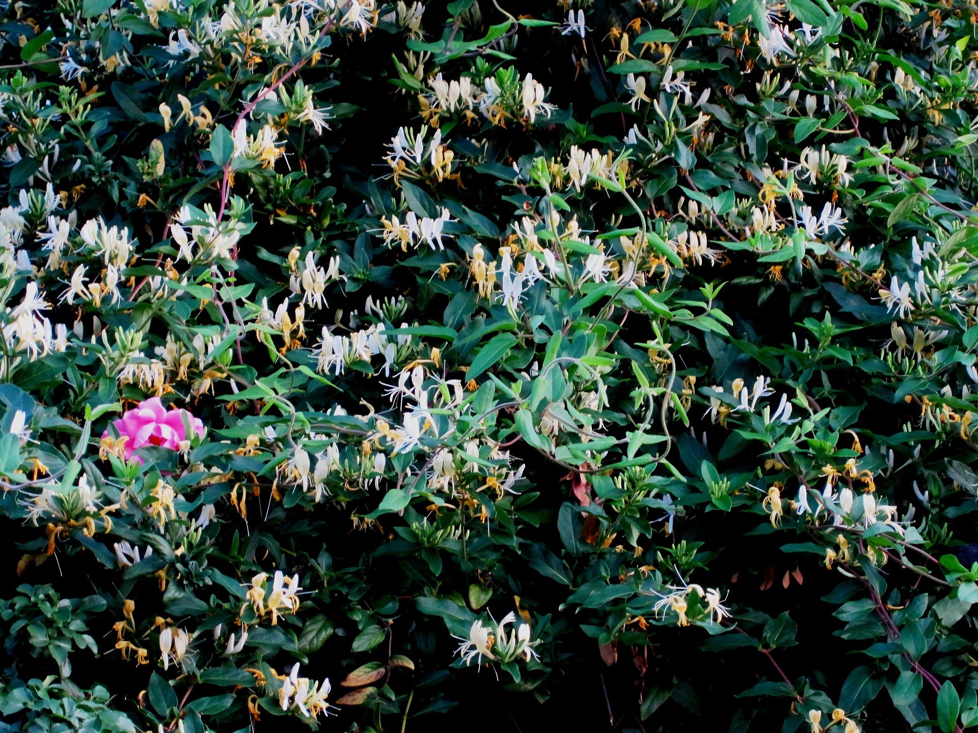 Rainy Season Landscape Maintenance